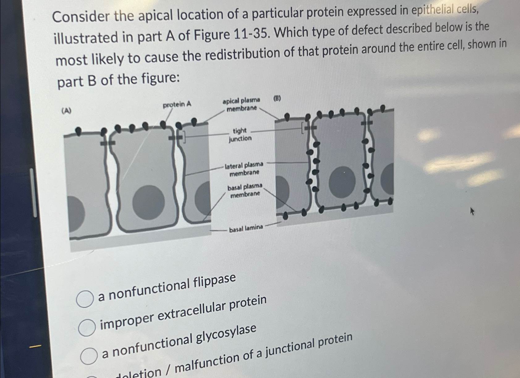 Solved Consider the apical location of a particular protein | Chegg.com