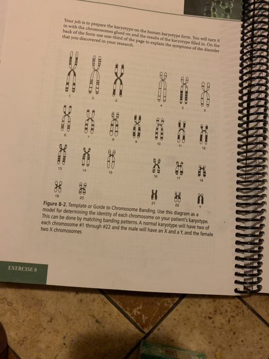 Solved GENETICS AND DNA Wynthia hvers PART 3. HUMAN | Chegg.com