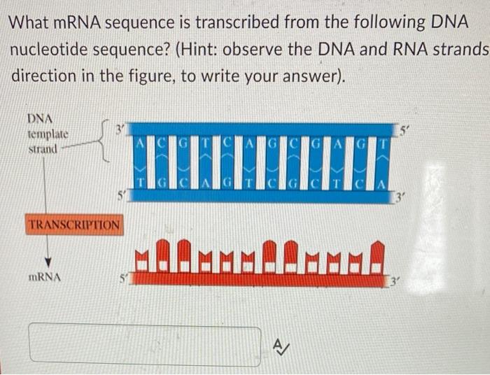 What mRNA sequence is transcribed from the following | Chegg.com