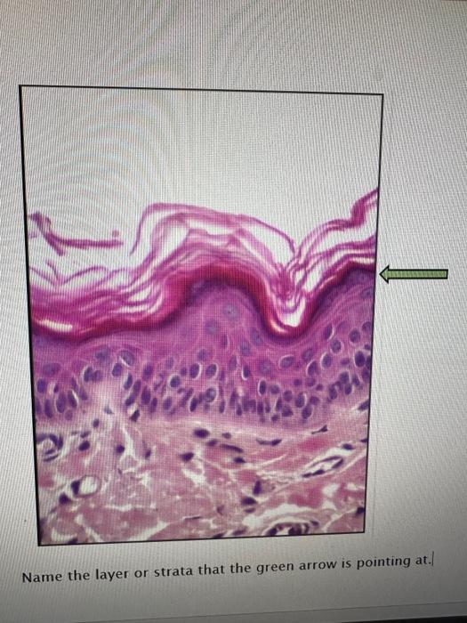 Solved Name the layer or strata that the green | Chegg.com