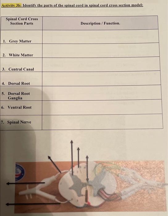 Solved Activity 3b: Identify the parts of the spinal cord in | Chegg.com