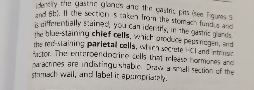 Solved Identify the gastric glands and the gastric pits (see | Chegg.com