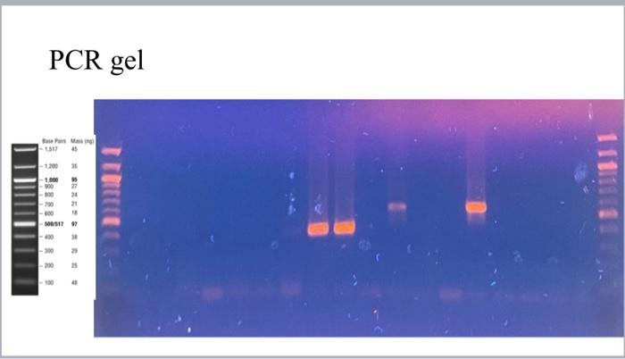 Solved with only this information (3 pictures of gel) | Chegg.com