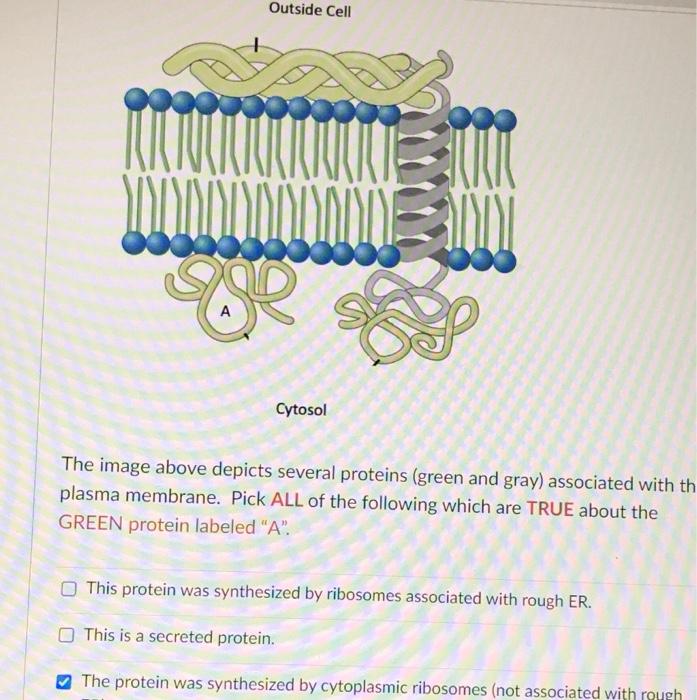 Solved Cytosol The image above depicts several proteins | Chegg.com