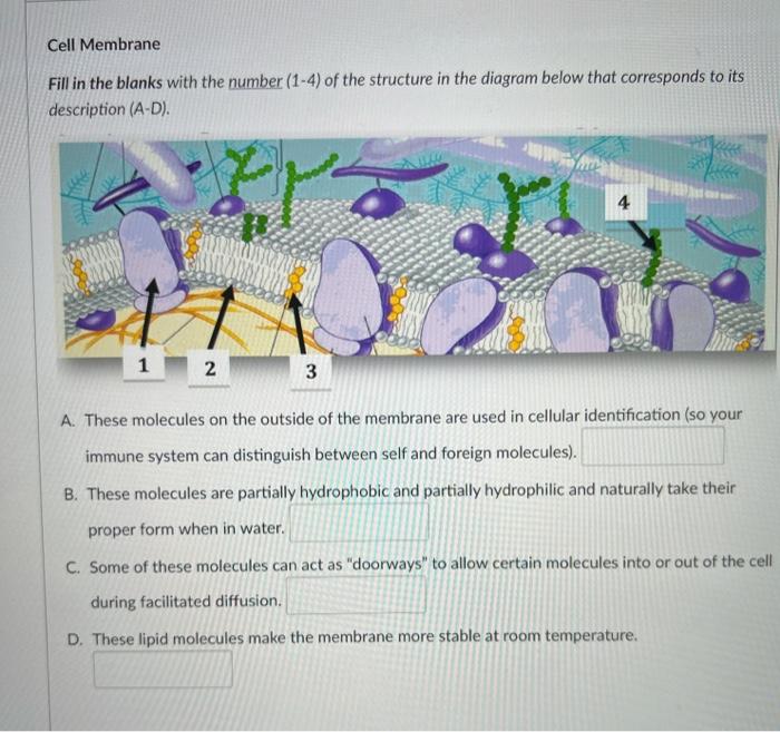 Cell Membrane Fill in the blanks with the number | Chegg.com