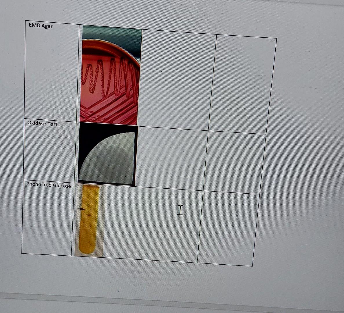 Solved Assignm.. O Search (Alt+Q) ut References Mailings | Chegg.com