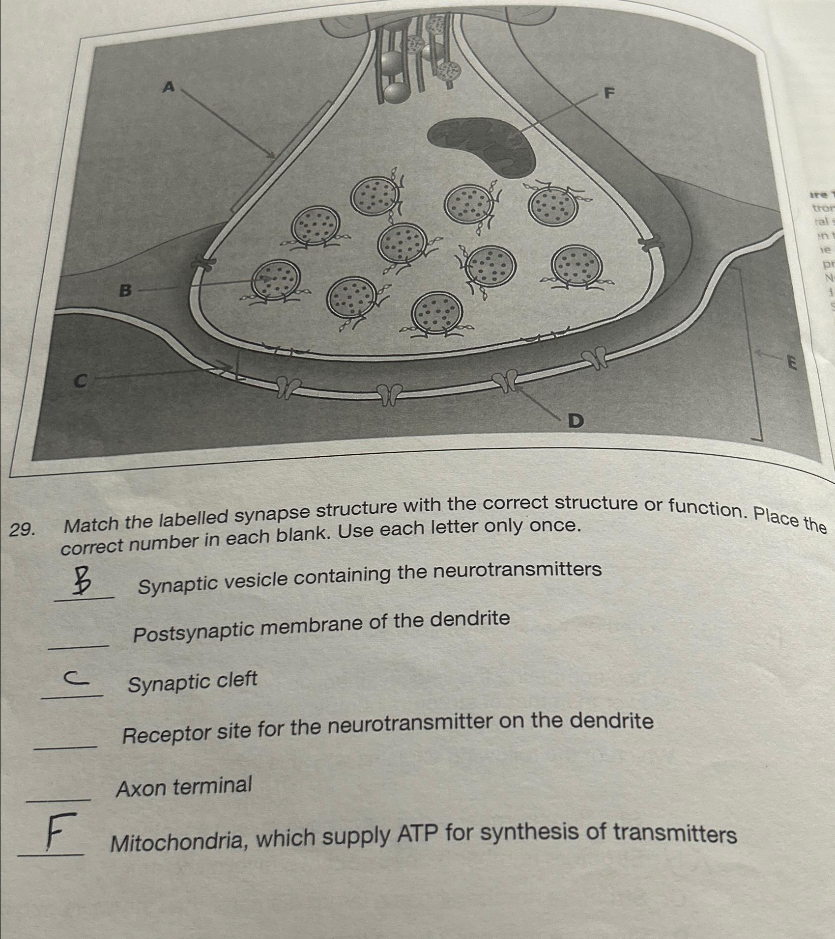 Solved Match the labelled synapse structure with the correct | Chegg.com