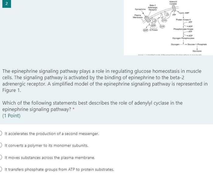 Solved 2 Adonyt Oy Mere Polen ATP оті GOP GP Posphoryne Kate | Chegg.com