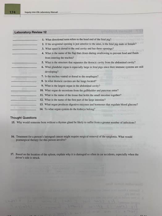 Solved 174 Inquiry into Life Laboratory Manual Laboratory | Chegg.com