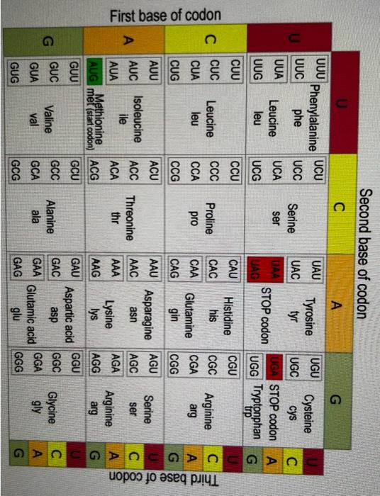 Solved Look at the codon table shown in this Activity. A | Chegg.com
