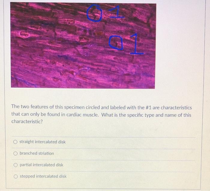 Solved The two features of this specimen circled and labeled | Chegg.com