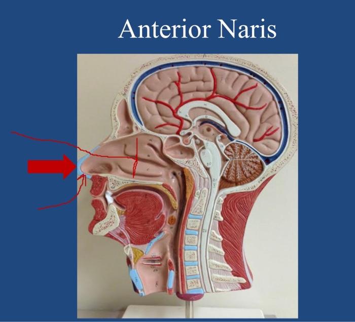 Solved Anterior Naris 2. Primary Bronchi, 3 Secondary, | Chegg.com