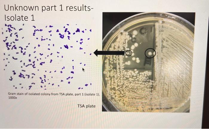 Solved BIOL 260 Unknowns Lab Part 1: Data Unknown Sample | Chegg.com