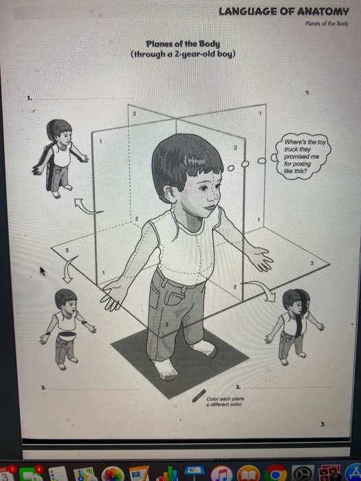 Solved LANGUAGE OF ANATOMY Planes of the Body Planes of the | Chegg.com
