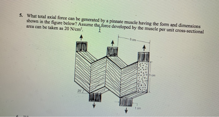 Solved What total axial force can be generated by a pinnate | Chegg.com