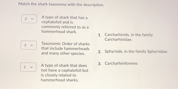 Solved Match the shark taxonomy with the description. 2 A | Chegg.com