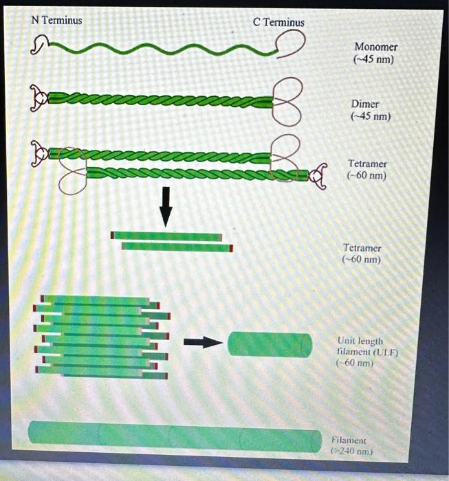 Solved N Terminus CTerminus Tetramer (−60 nm) Tetramer (−60 | Chegg.com
