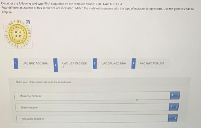 Solved Consider the following wild-type RNA sequence on the | Chegg.com
