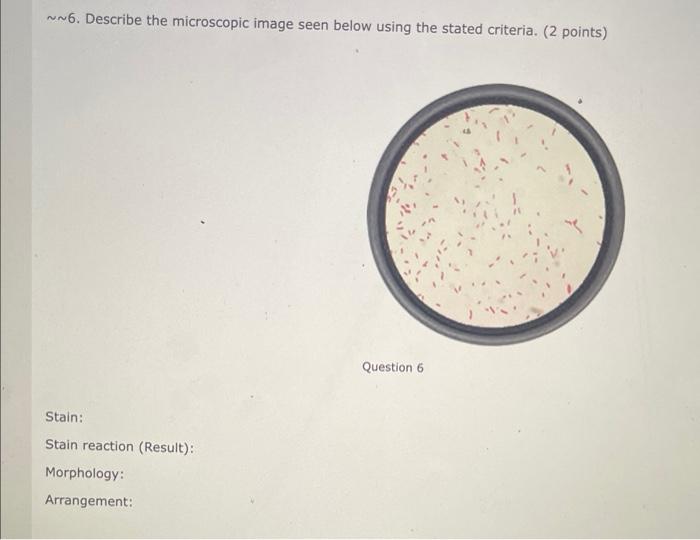 Solved 〜 6. Describe the microscopic image seen below using | Chegg.com