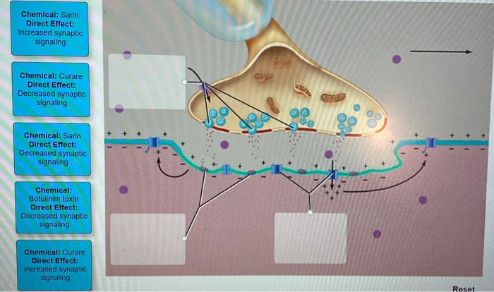 Solved Demonstrate understanding of neuromuscular signaling | Chegg.com