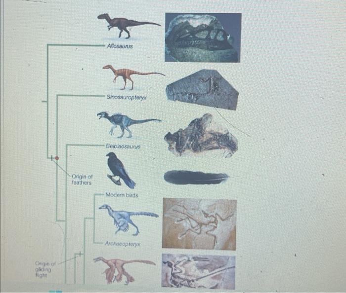 Solved According to the phylogentic tree shown above, | Chegg.com