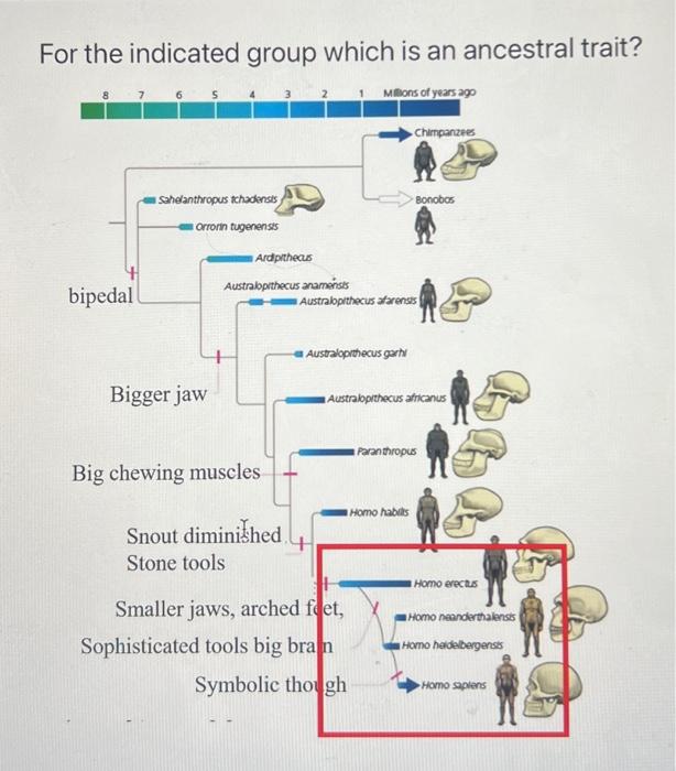 Solved For the indicated group which is an ancestral | Chegg.com