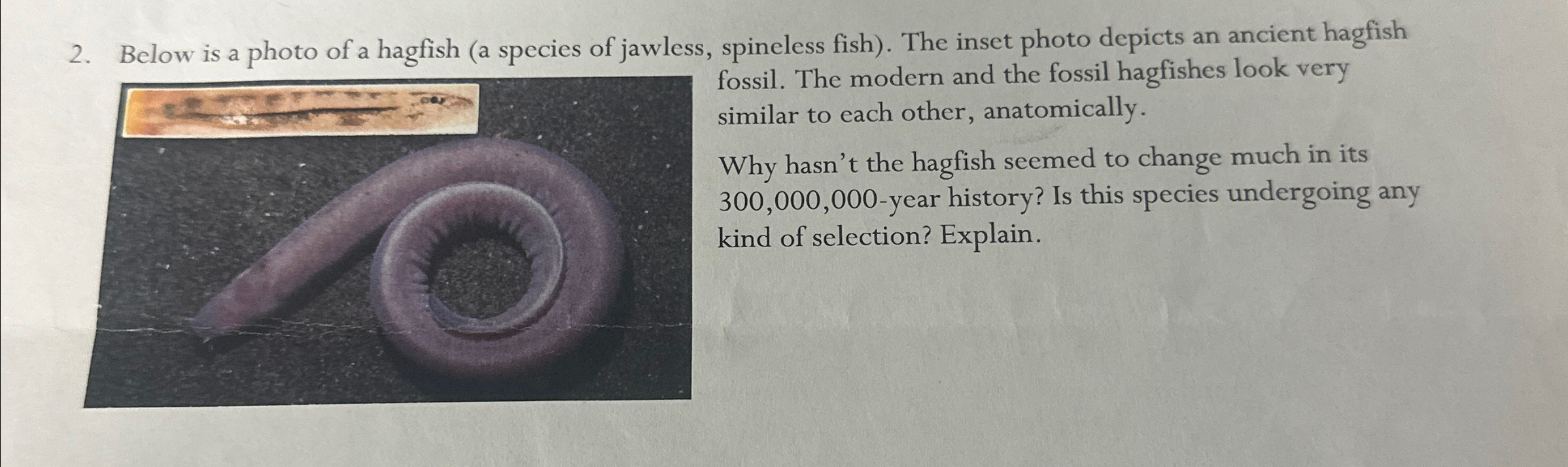 Solved Below is a photo of a hagfish (a species of jawless, | Chegg.com