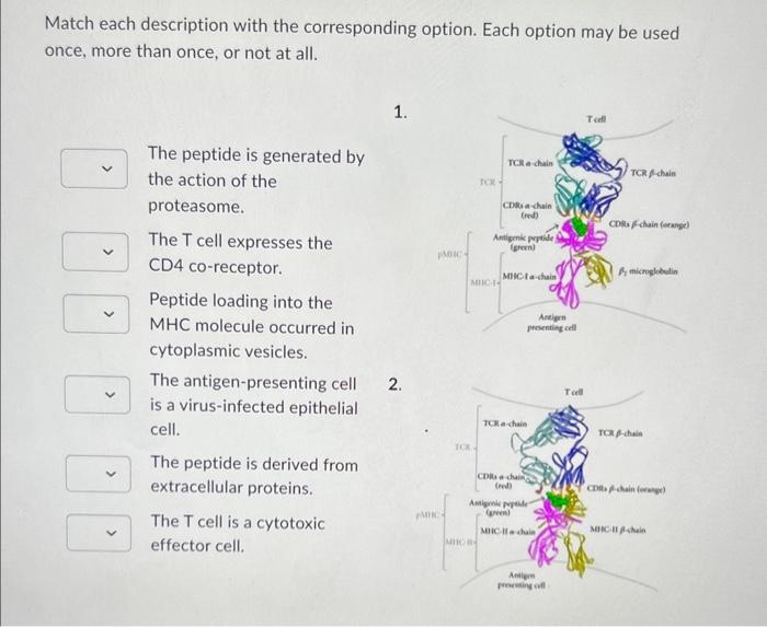 Solved Match each description with the corresponding option. | Chegg.com