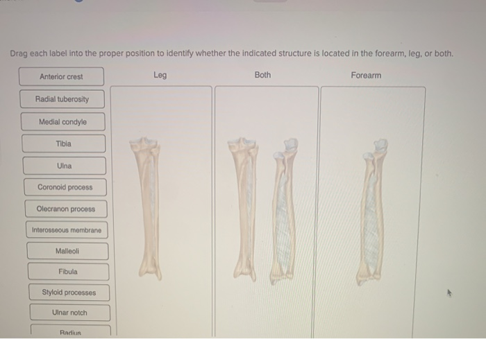 Solved Drag each label into the proper position to identify | Chegg.com