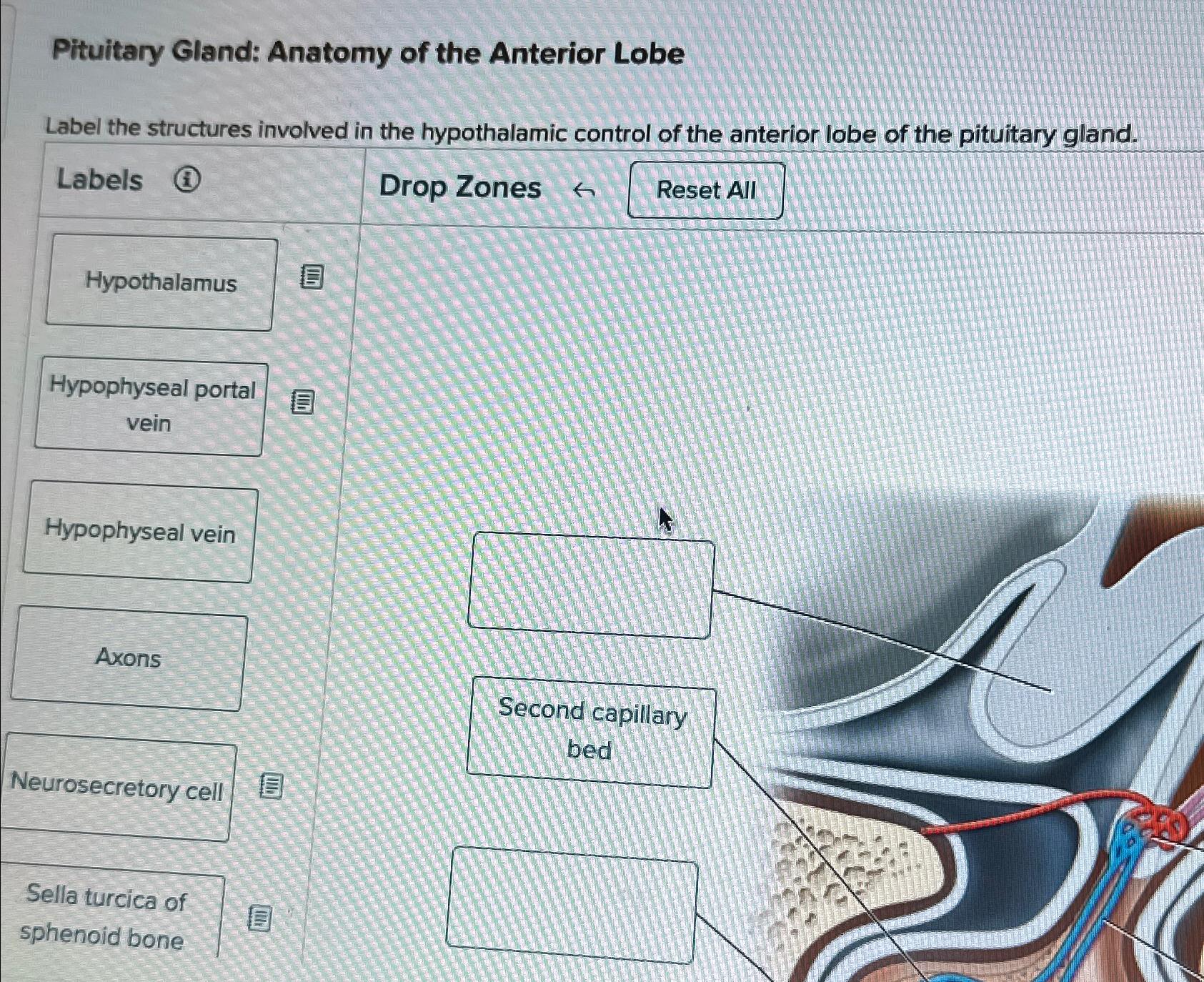 Solved Pituitary Gland: Anatomy of the Anterior LobeLabel | Chegg.com