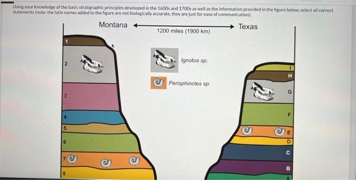 Solved Using your knowledge of the basic stratigraphic | Chegg.com