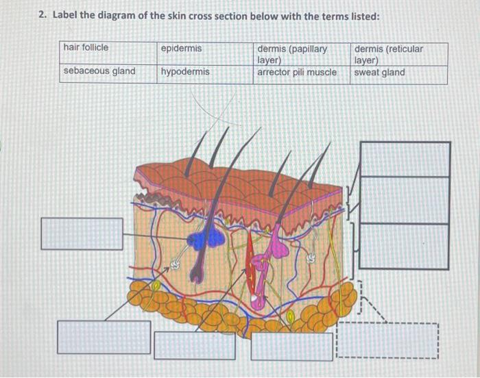Solved 2. Label the diagram of the skin cross section below | Chegg.com