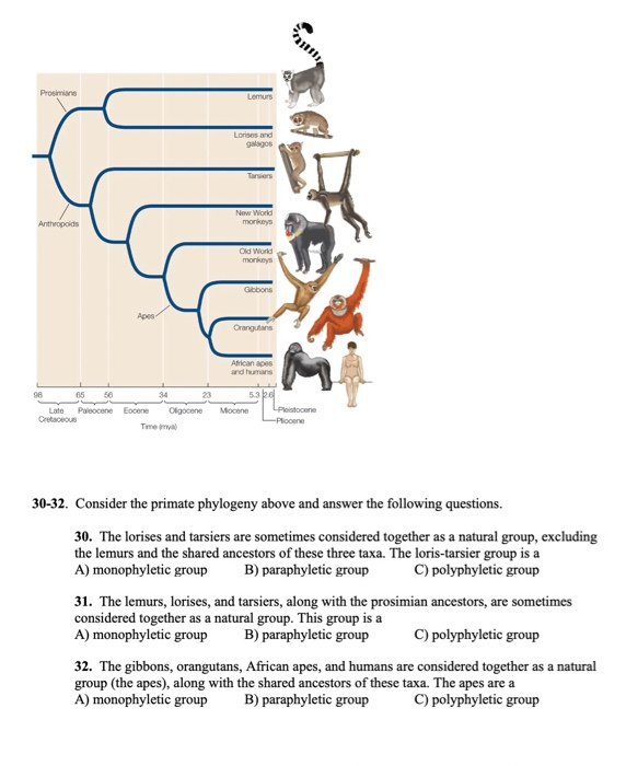 Solved Prosimine Lemurs Lorses and galegos Tarsiers New | Chegg.com