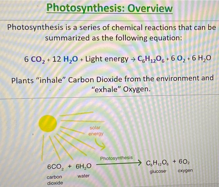Solved 4.) At the end of the photosynthesis lab, did you | Chegg.com