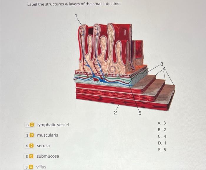 Solved Label the structures & layers of the small intestine. | Chegg.com