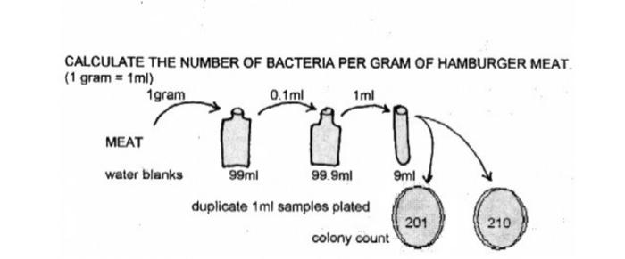 Solved CALCULATE THE NUMBER OF BACTERIA PER GRAM OF | Chegg.com