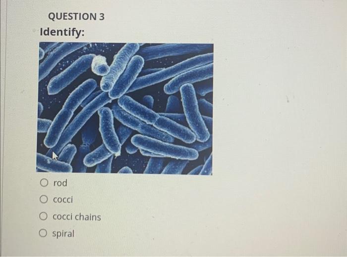 Solved Idpntify curved rods cocci spiral cocci in chains | Chegg.com