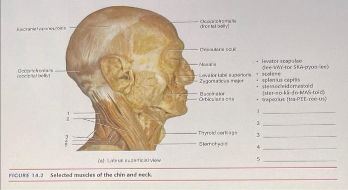 Solved Occipitofrontalis (frontal bolly) Epicranial | Chegg.com