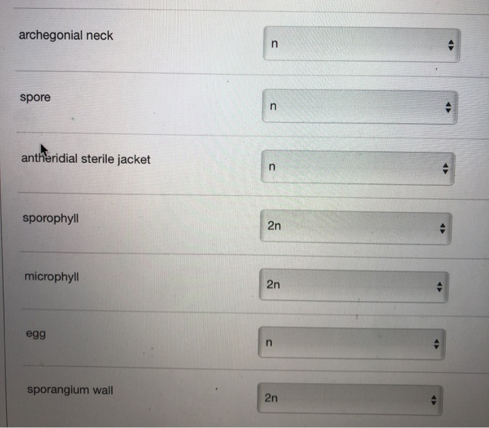 Solved archegonial neck spore antheridial sterile jacket | Chegg.com