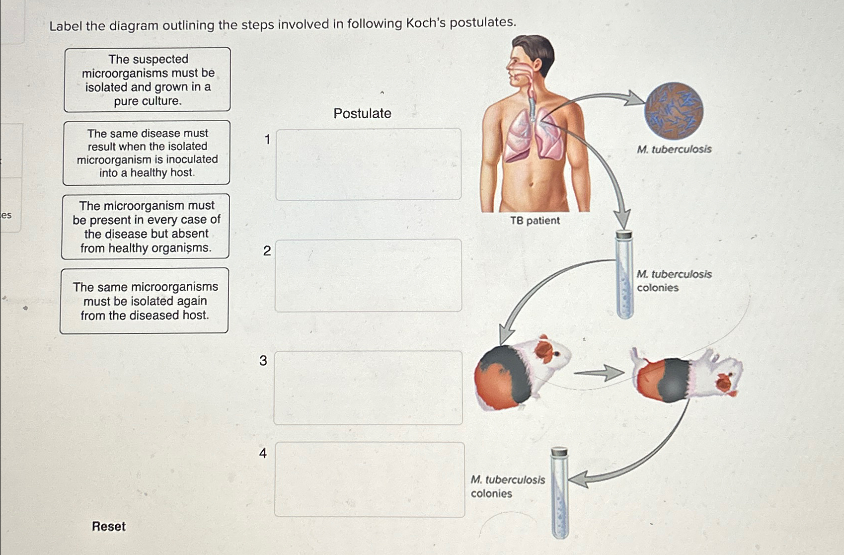 Solved Label the diagram outlining the steps involved in | Chegg.com
