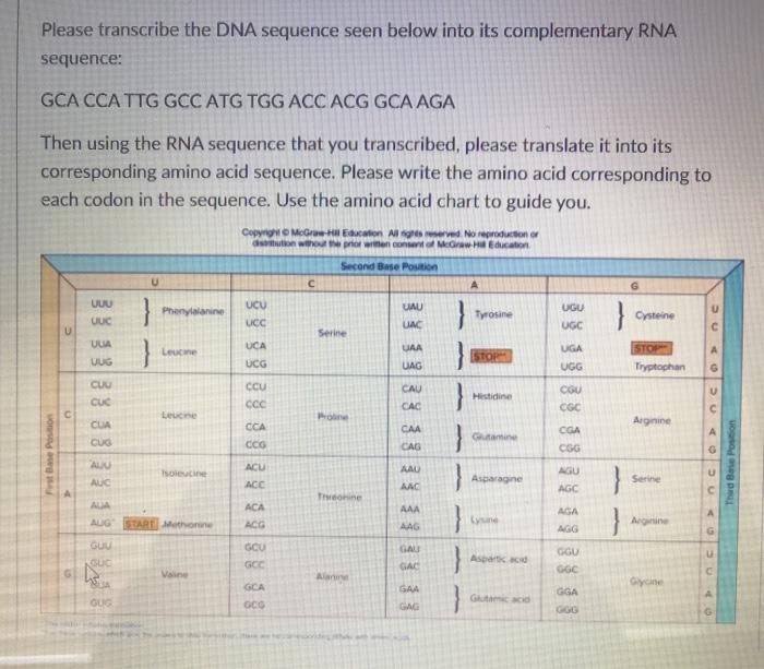 Solved Please transcribe the DNA sequence seen below into | Chegg.com