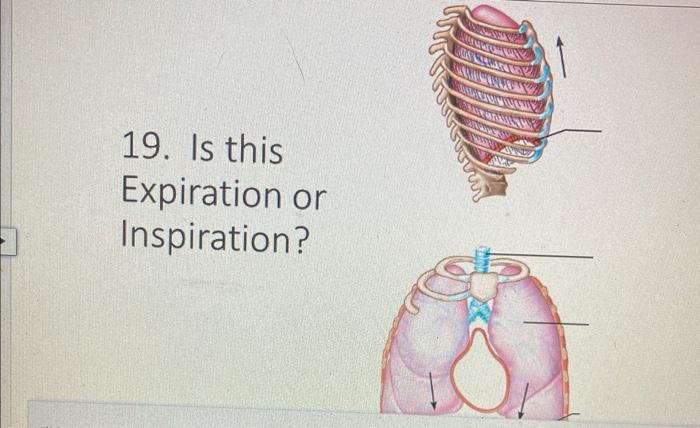 Solved 19. Is this Expiration or Inspiration? 18. Is this | Chegg.com