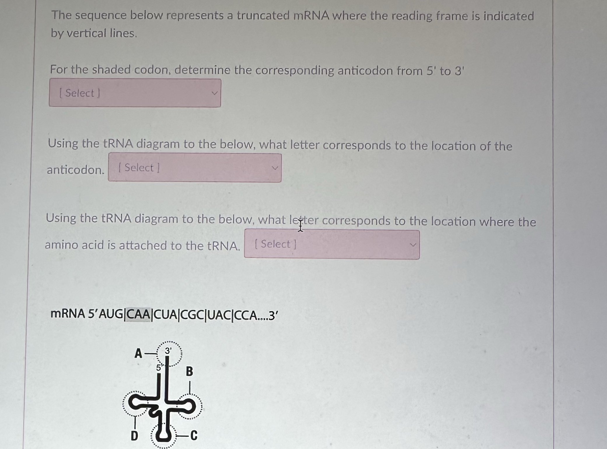 Solved The sequence below represents a truncated mRNA where | Chegg.com