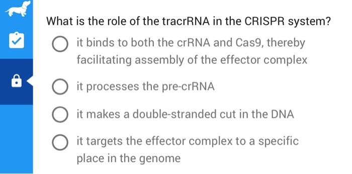 Solved What is the role of the tracrRNA in the CRISPR | Chegg.com