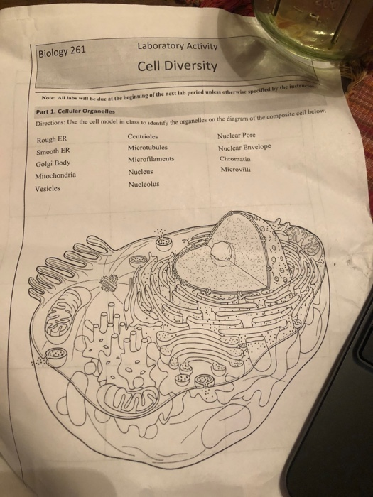 Solved Directions: Use the cell model in class to identify | Chegg.com