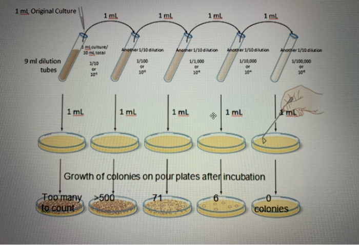 Solved Lab 32: Milk Microbiology - Counting microbes in | Chegg.com