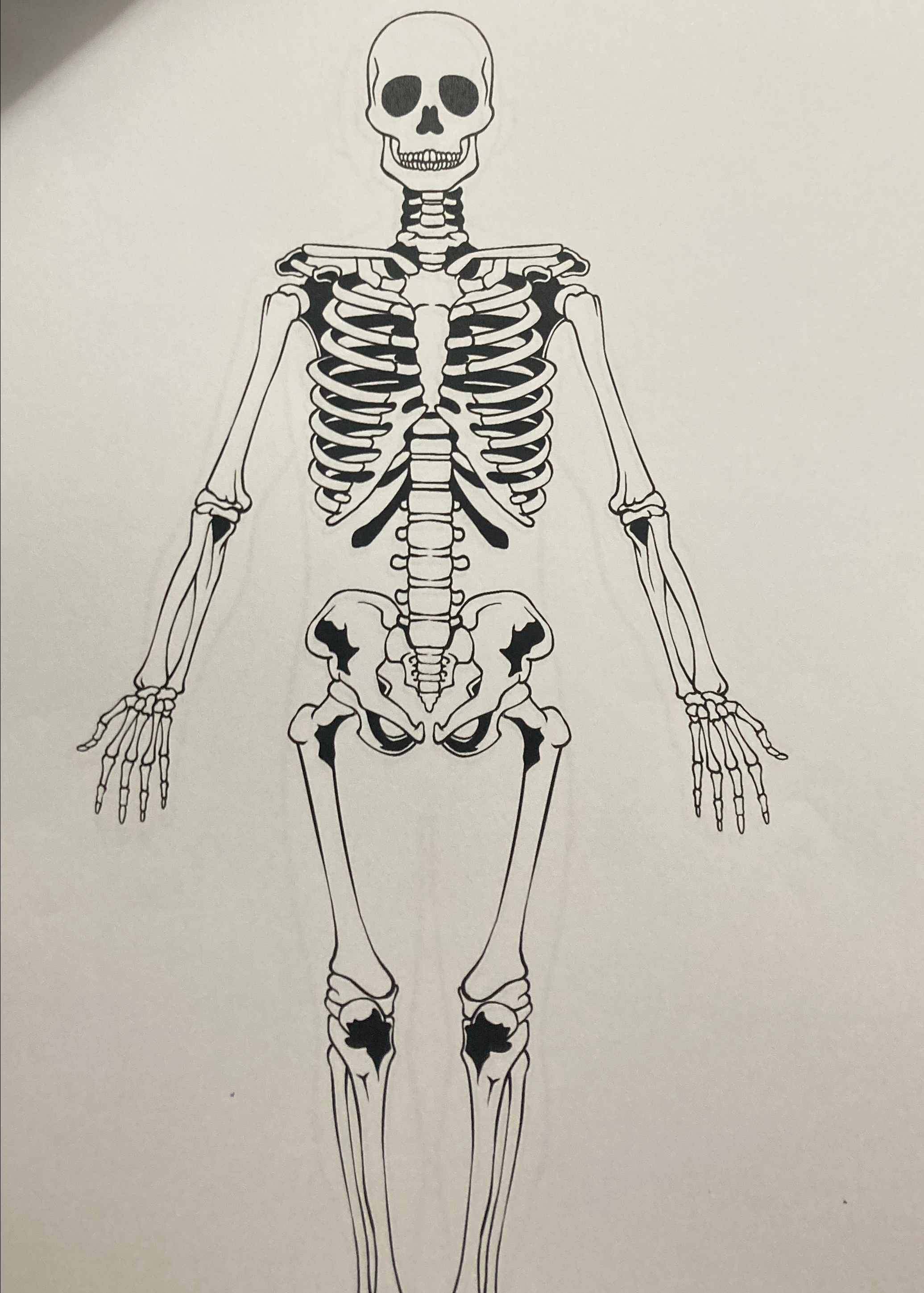 Skeletal activity use graphic organizer to complete | Chegg.com