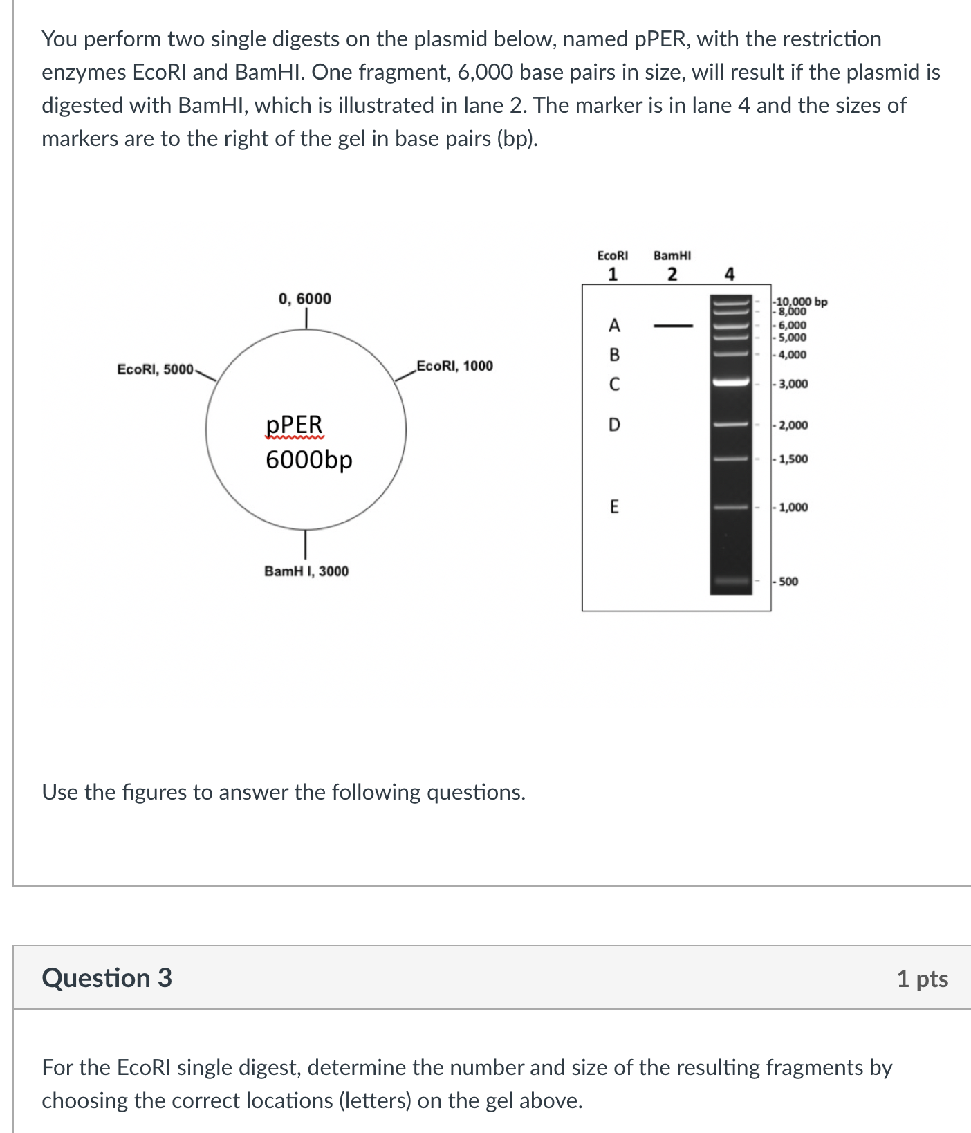 Solved Question 3For the EcoRI single digest, determine the | Chegg.com