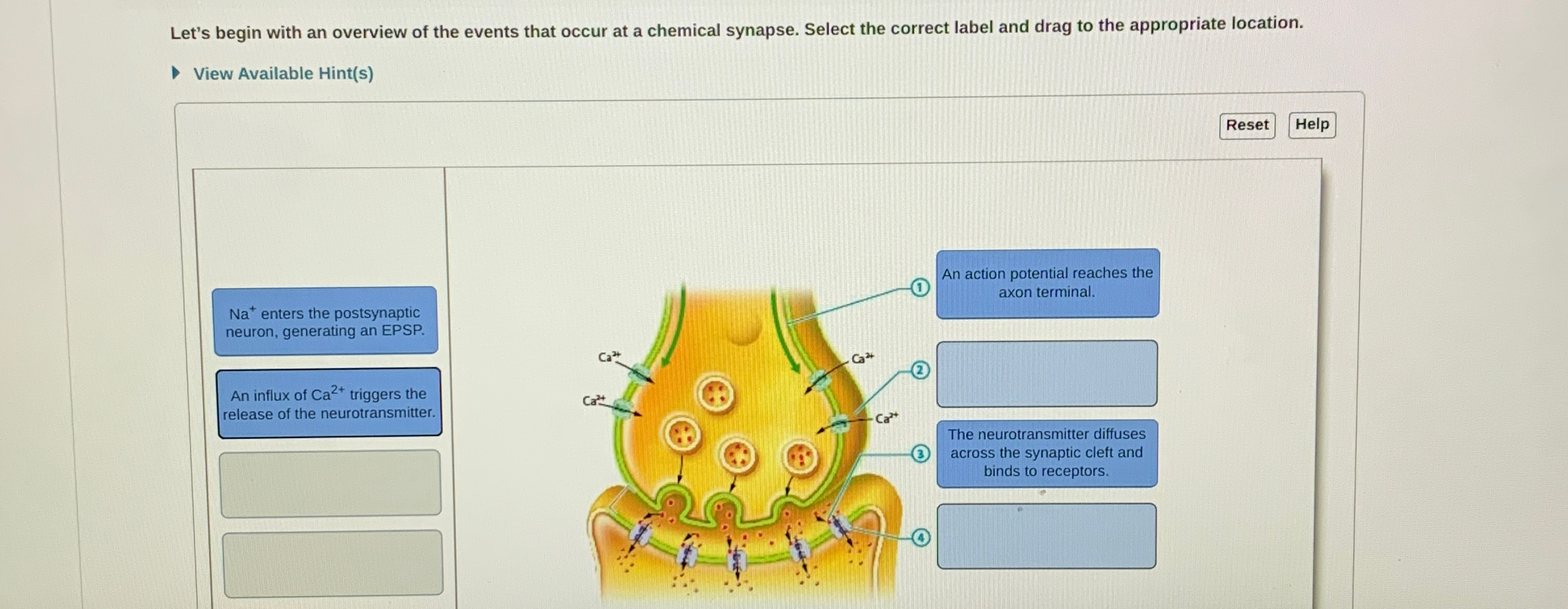 Solved Let's begin with an overview of the events that occur | Chegg.com