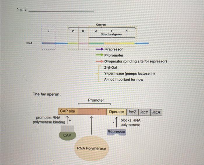Solved Fill out each of the following tables to predict how | Chegg.com